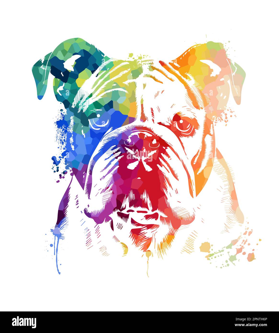 Dog breed Boston Terrier. Sketch, drawn, color portrait of a Boston ...