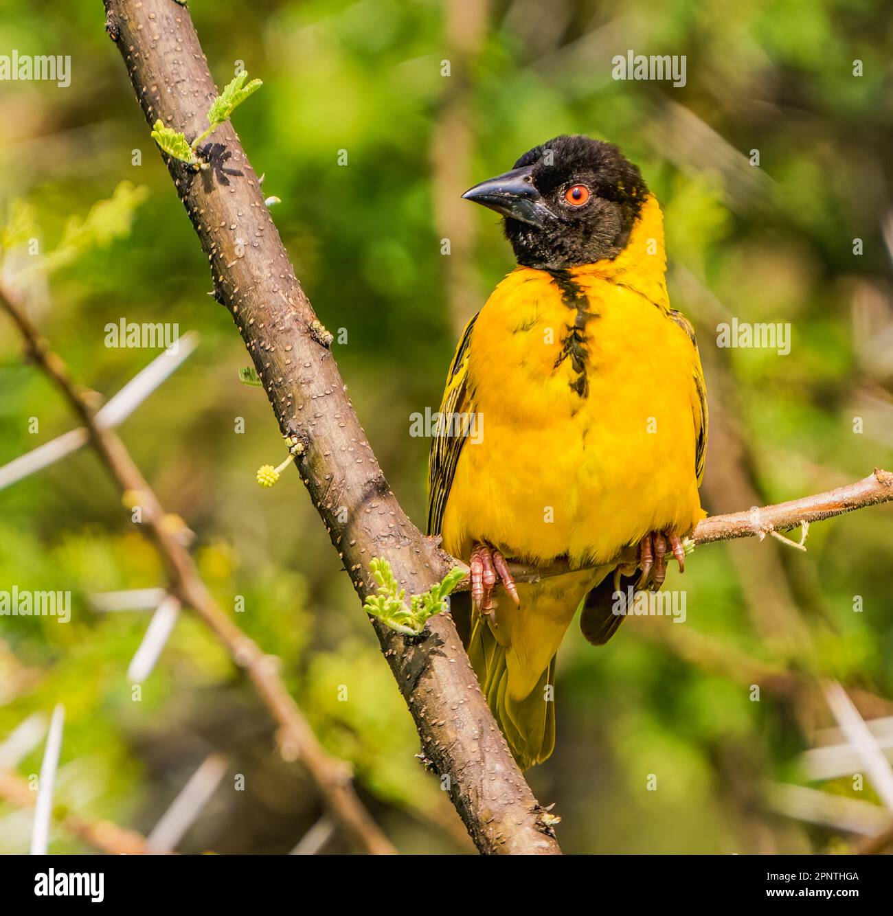 Weavers and widowbirds hi-res stock photography and images - Alamy