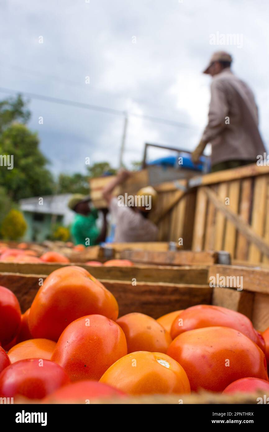 Collecting tomatoes in a Cuban farm Stock Photo - Alamy