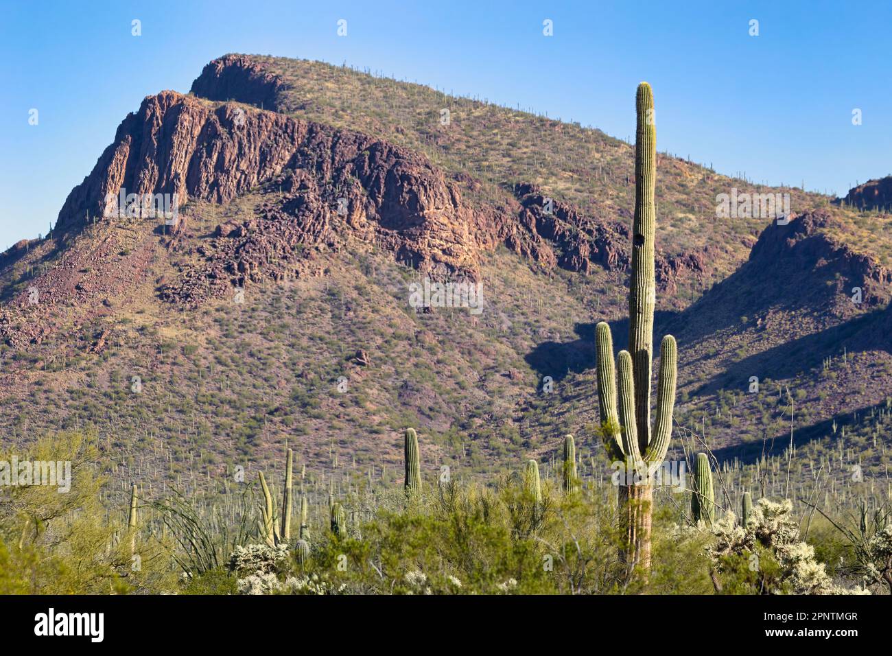 Tucson spring hi-res stock photography and images - Alamy