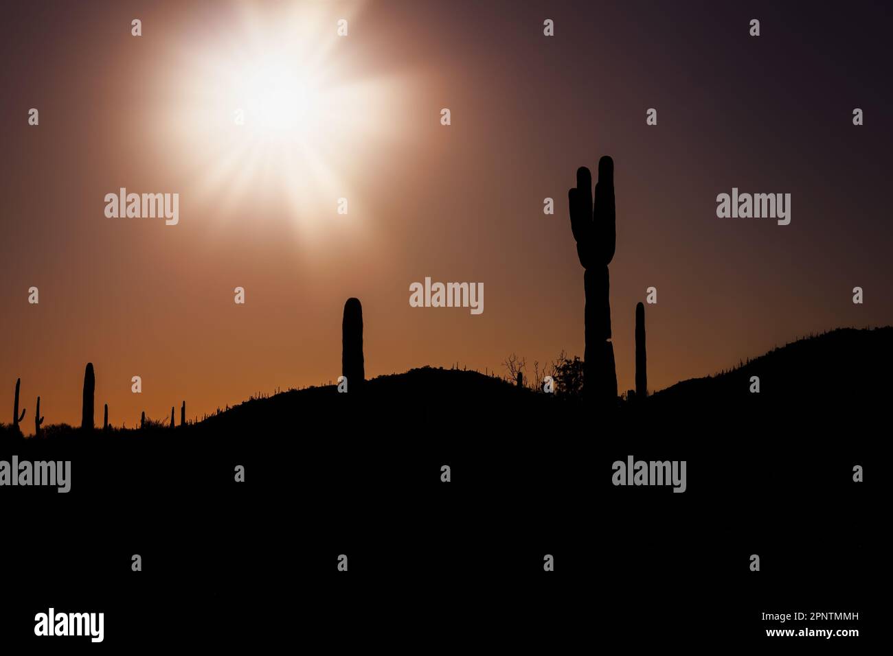 Tucson spring hi-res stock photography and images - Alamy