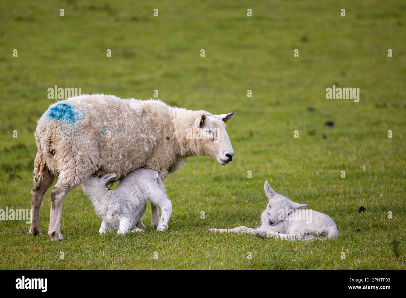 Twin lambs with mother sheep in field or grass pasture. One cute animal ...