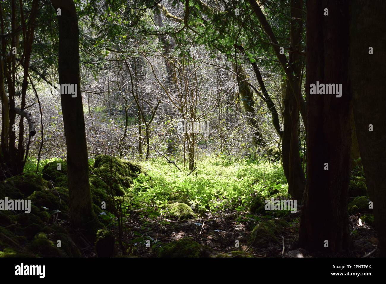 Komorebi hi-res stock photography and images - Alamy