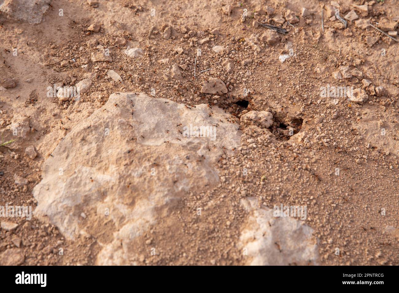 Fire ants hi-res stock photography and images - Alamy