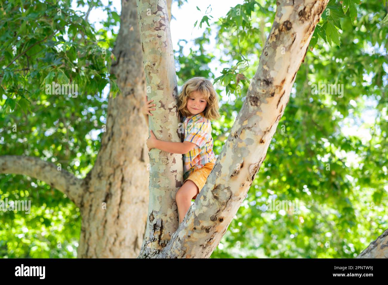 Kid boy playing and climbing a tree and hanging branch Stock Photo - Alamy