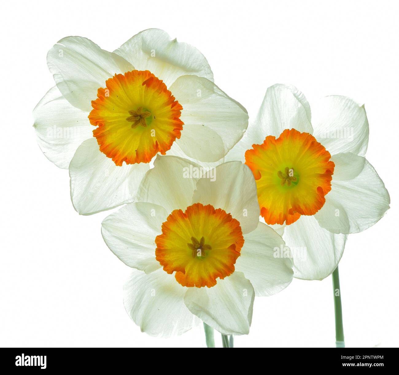 Three white daffodils with orange yellow centers backlit on a white ...