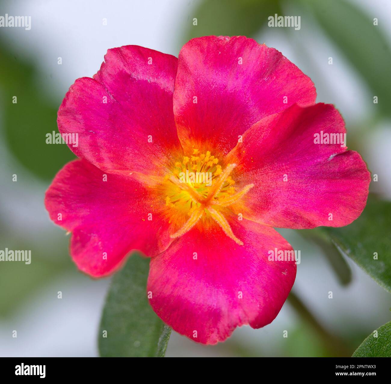 Single moss rose plant (Portulaca olceracea) Mega Pazzaz Dark Pink ...