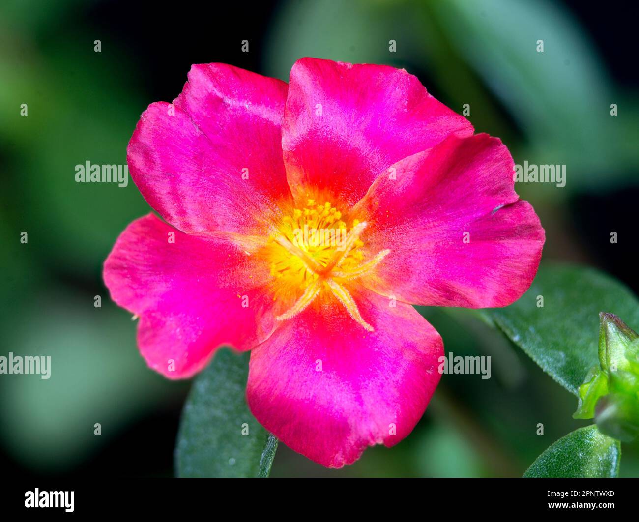 Single moss rose plant (Portulaca olceracea) Mega Pazzaz Dark Pink ...