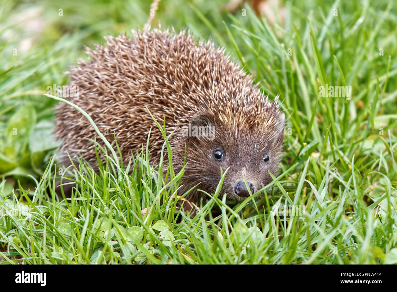 European hedgehog walking in the grass on a meadow in Stomovka park in ...