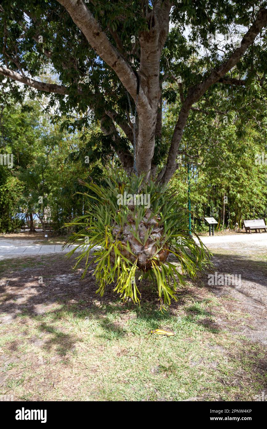 Large Staghorn fern Platycerium hangs from a tree in southwest Florida ...