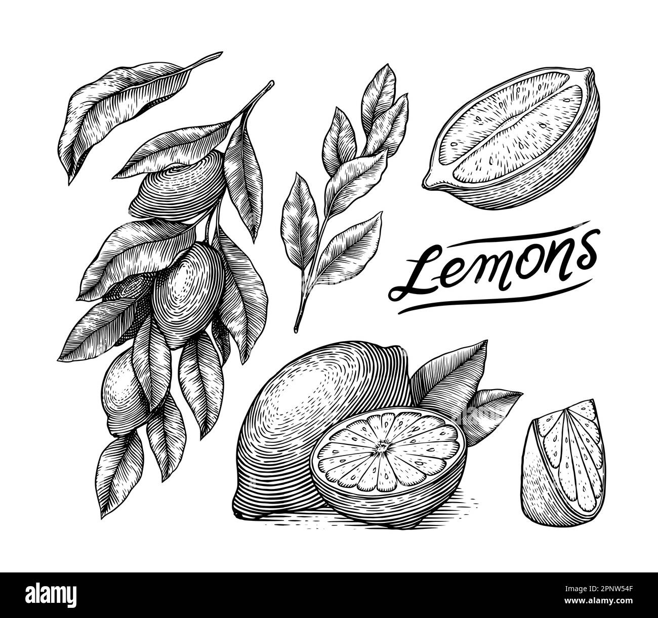 Lemon sketch. Tropical lime fruit and branches. Sliced pieces, half and leaf. Citrus in Retro ...