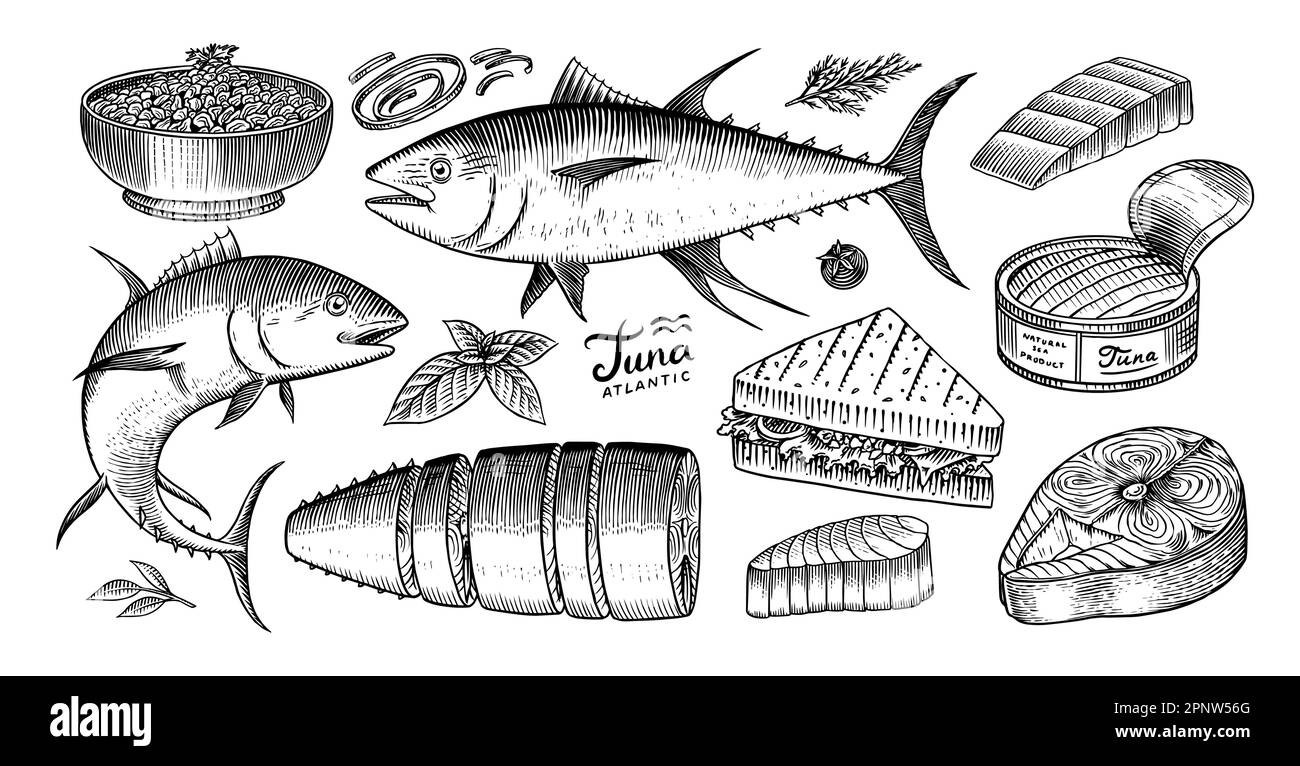 Tuna seafood. Fishes sketch. Retro ink style. Freshwater river fish ...