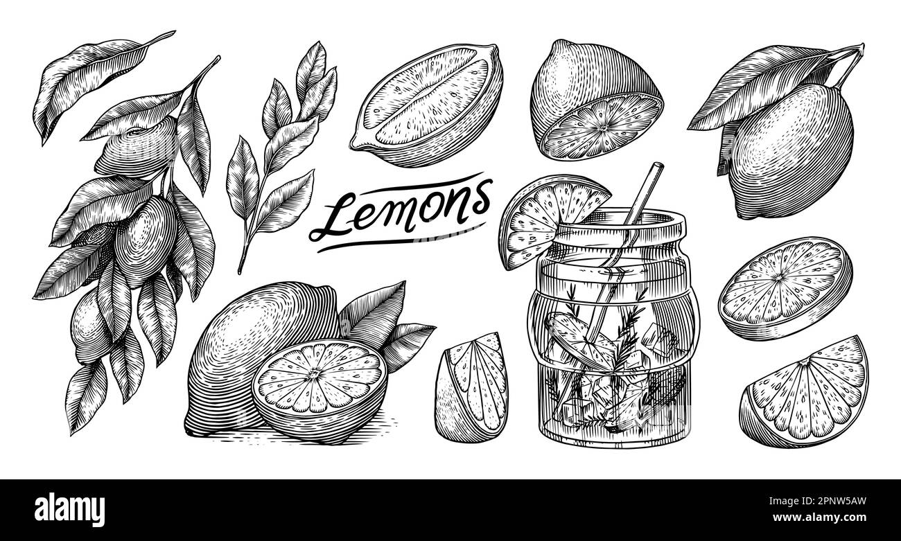 Lemon sketch. Tropical lime fruit and branches. Sliced pieces, half and leaf. Citrus in Retro ...