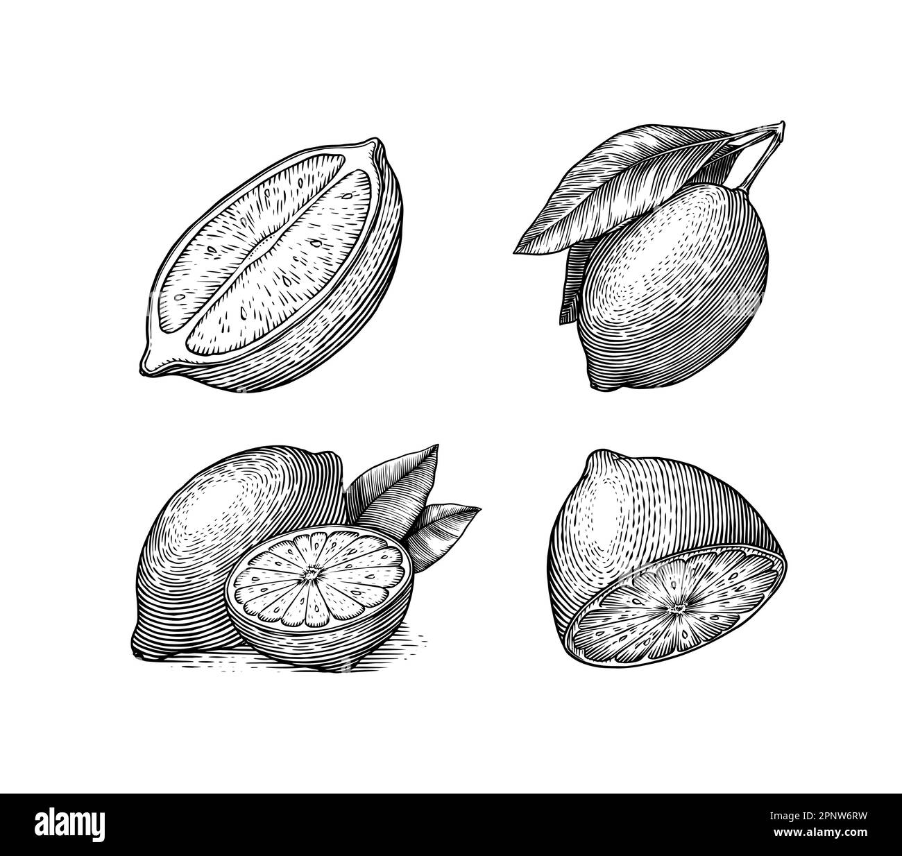 Lemon sketch. Tropical lime fruit and branches. Sliced pieces, half and leaf. Citrus in Retro ...
