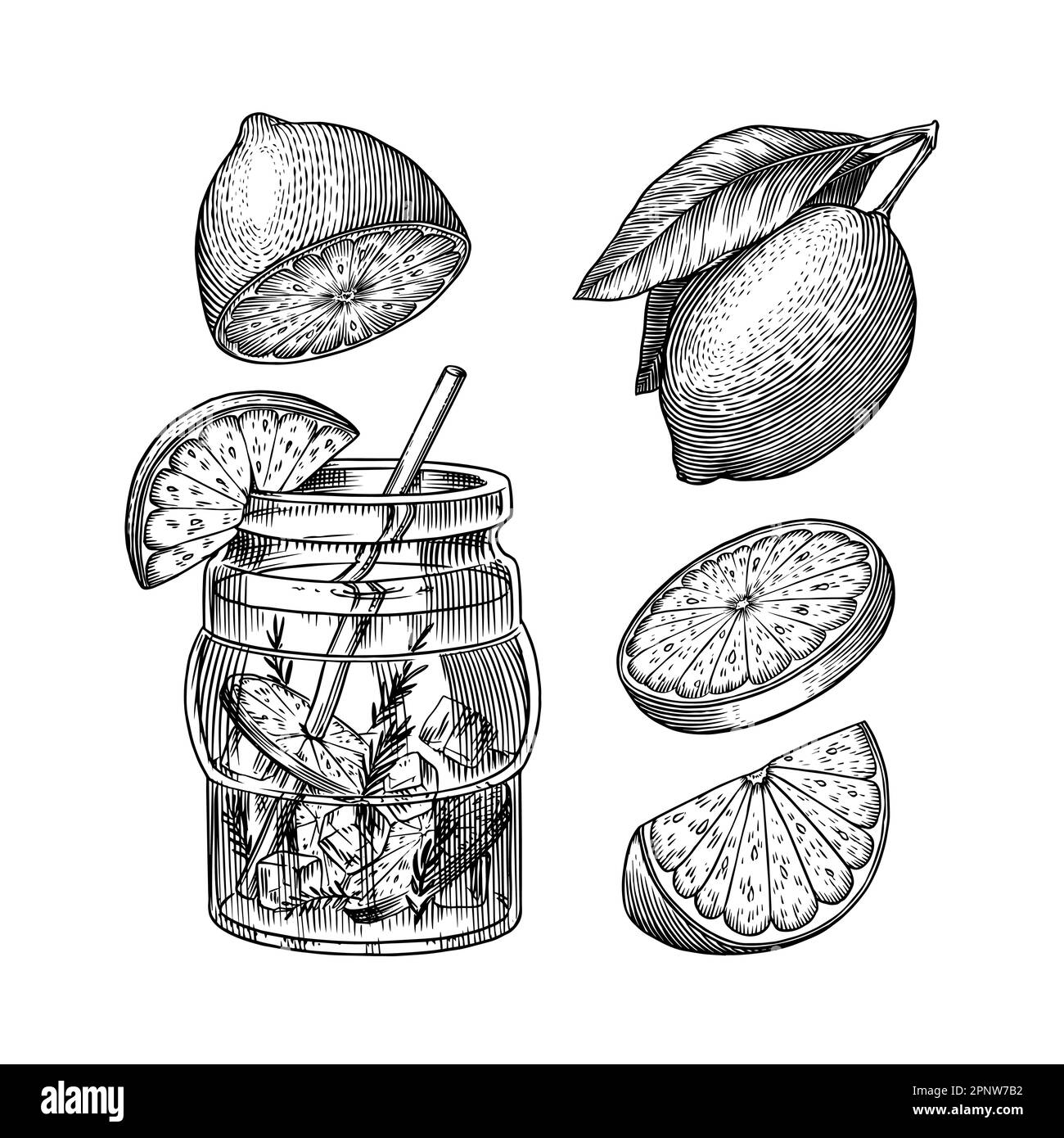 Lemon sketch. Tropical lime fruit and branches. Sliced pieces, half and leaf. Citrus in Retro ...