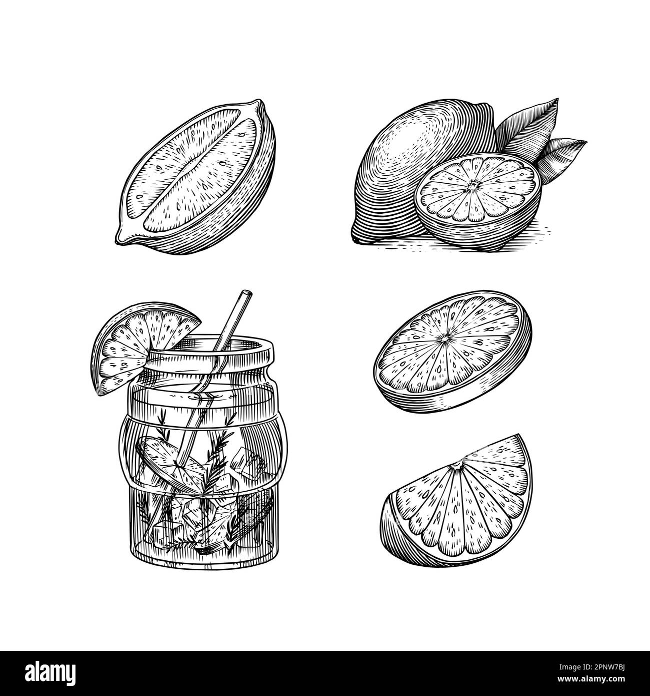Lemon sketch. Tropical lime fruit and branches. Sliced pieces, half and leaf. Citrus in Retro ...