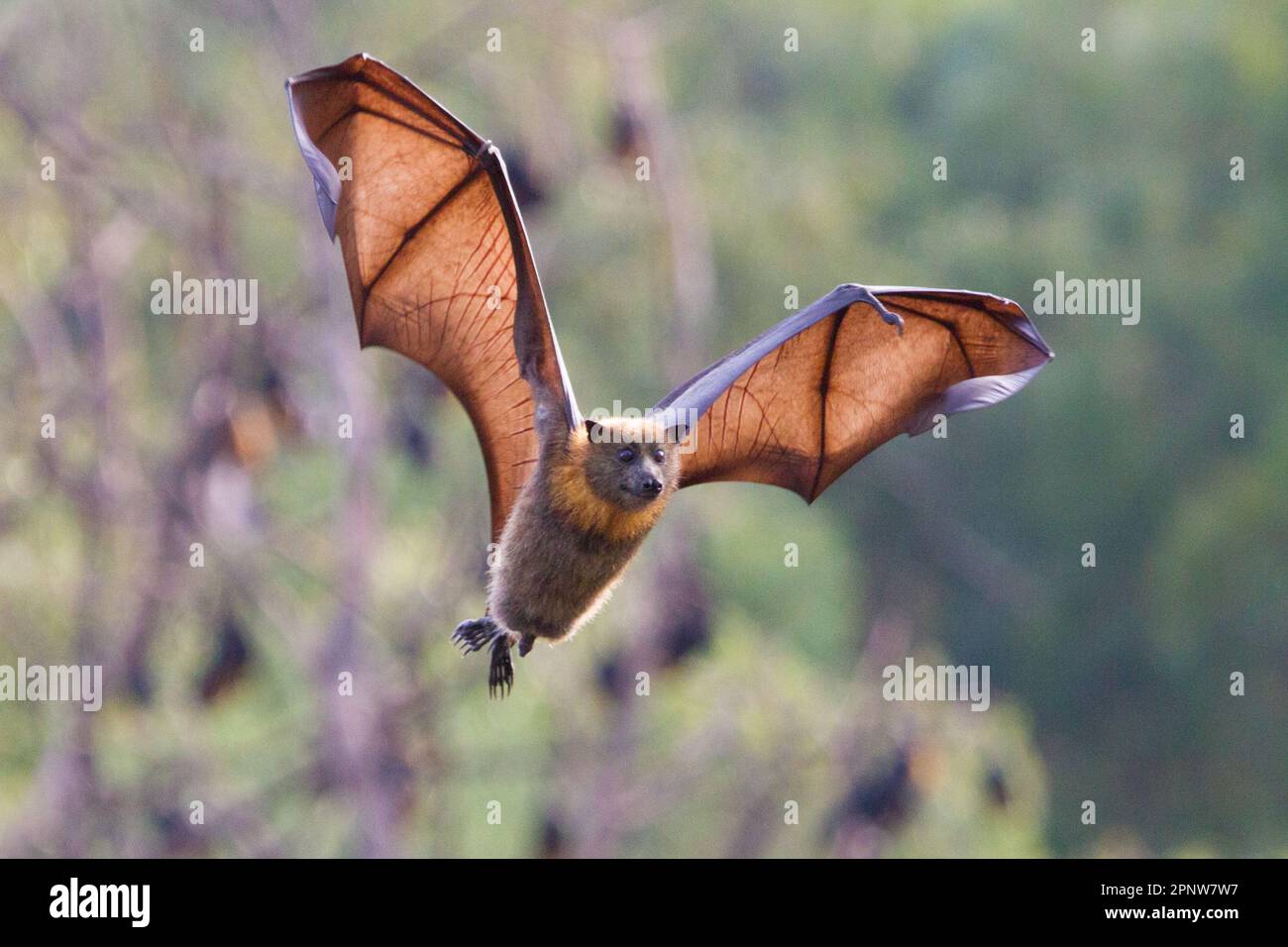 Grey Headed Flying Fox in Mid Air Stock Photo - Alamy