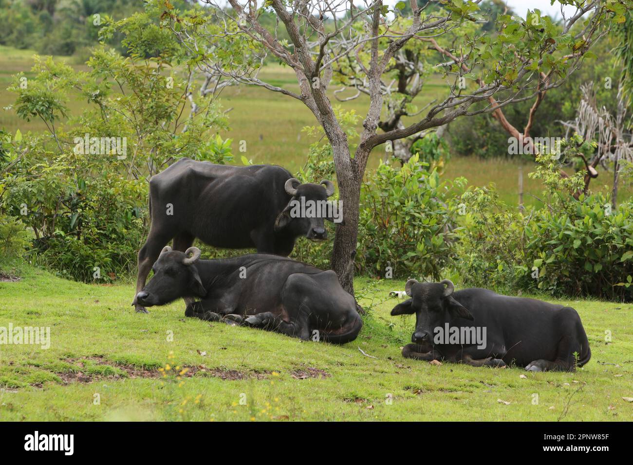 Buffaloes of Marajó are seen at savannah in Soure, Marajó Island on ...