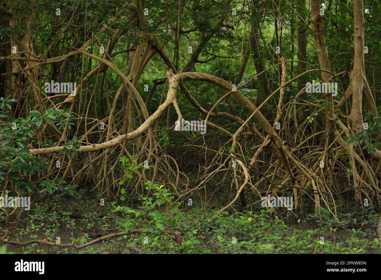 Mangrove tree area in Soure, Marajó Island on April 18, 2023 in Amazon ...