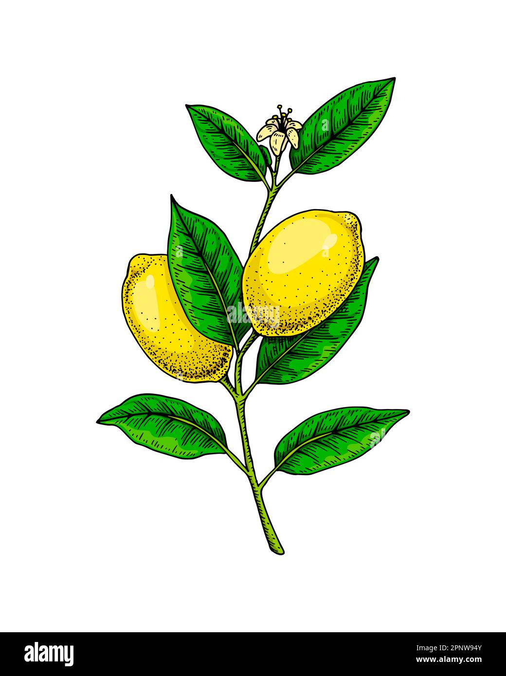 Lemon branch with fruits, leaves and flower. Colorful hand drawn vector illustration in sketch ...