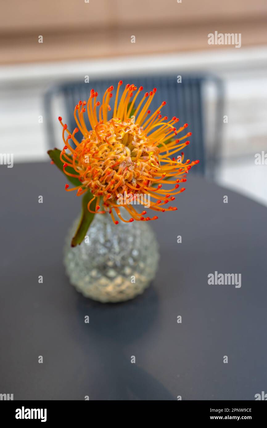 Orange fresh protea in transparent vase on the black table in cafe ...