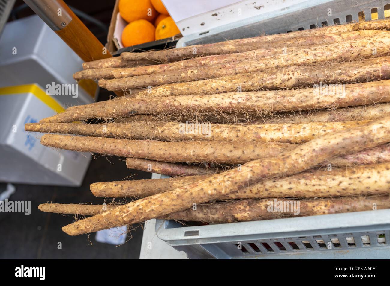 Vegetable products for sell at food market, chinese yam on the street ...