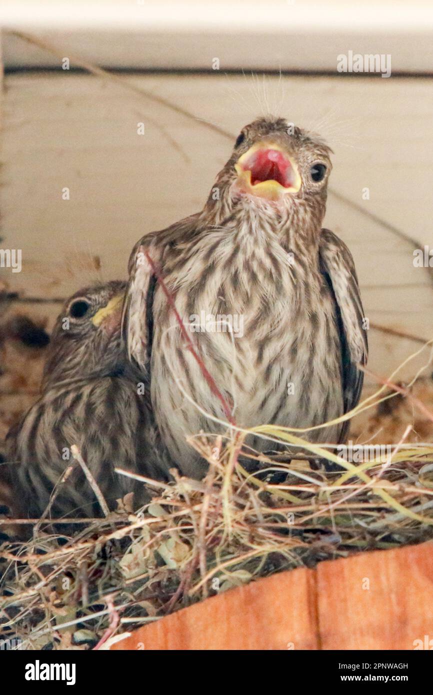 Baby finch hi-res stock photography and images - Alamy