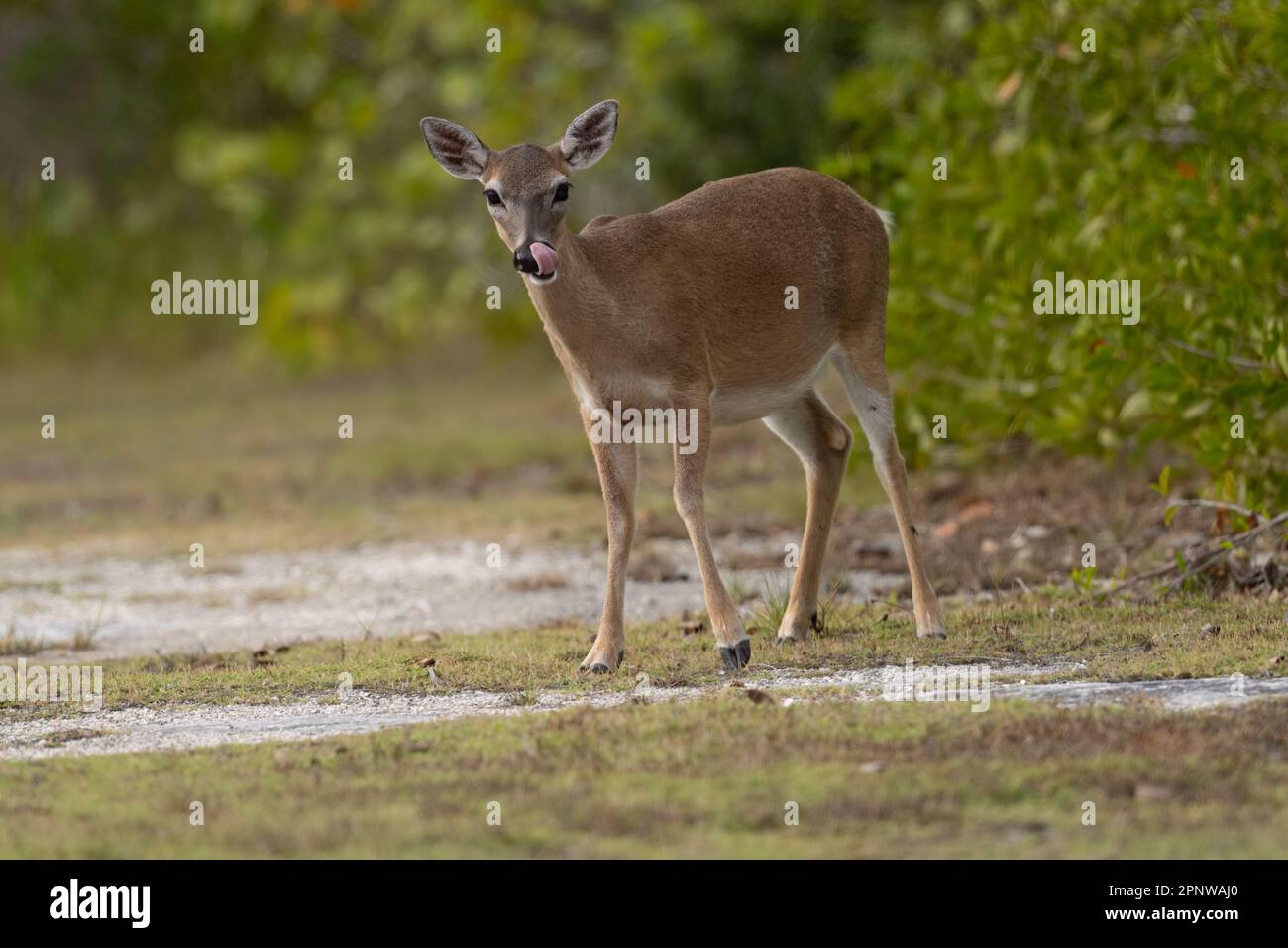 Key Deer, Florida Stock Photo - Alamy