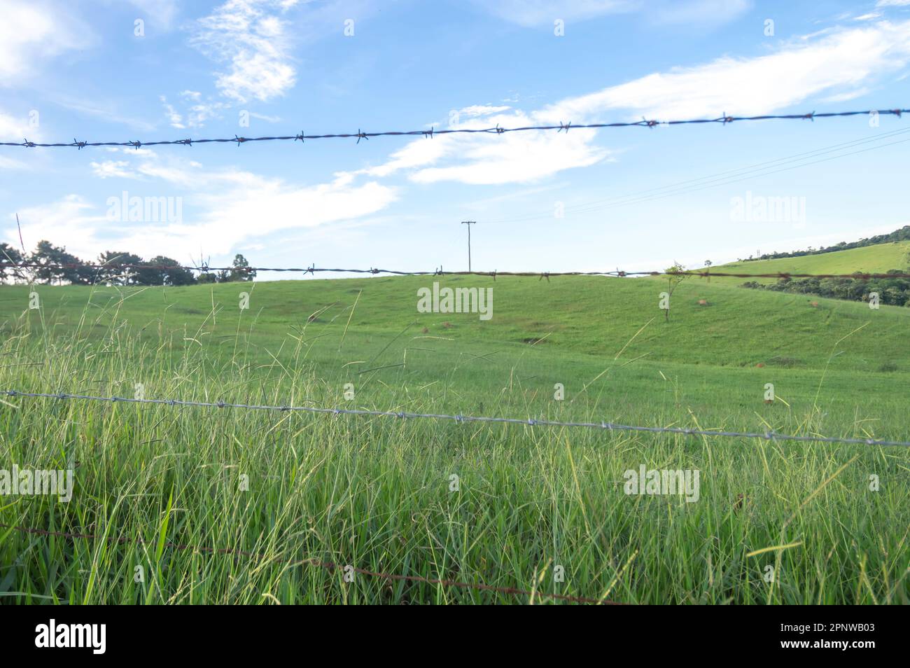 Landscape with green grass, empty green pasture in a late afternoon and ...
