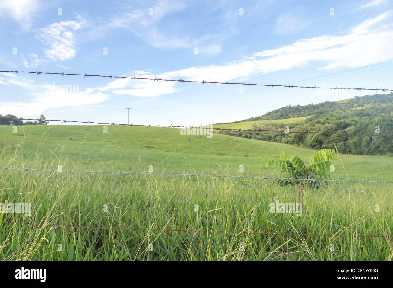Landscape with green grass, empty green pasture in a late afternoon and ...