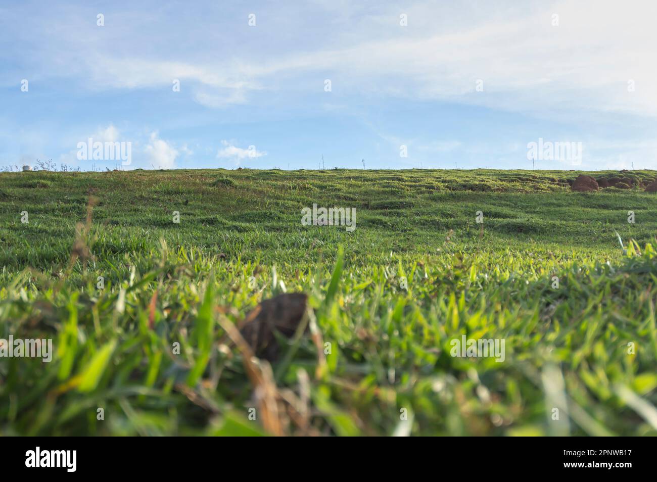 Landscape with green grass, empty green pasture in a late afternoon and ...