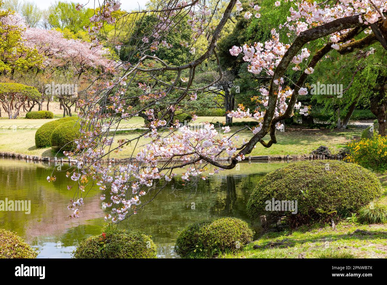 Tokyo Shinjuku Apri l2023, Gyoen Park in Tokyo, cherry blossoms and ...