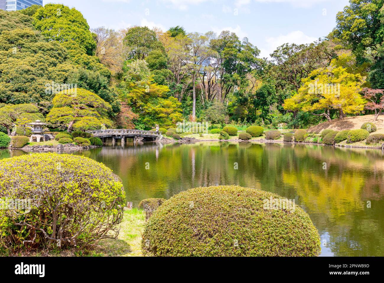Tokyo Shinjuku Apri l2023, Gyoen Park in Tokyo, cherry blossoms and ...