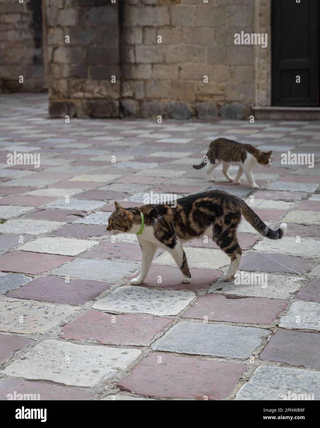 Cats in famous historic town of Kotor in Montenegro, Balkans Stock ...