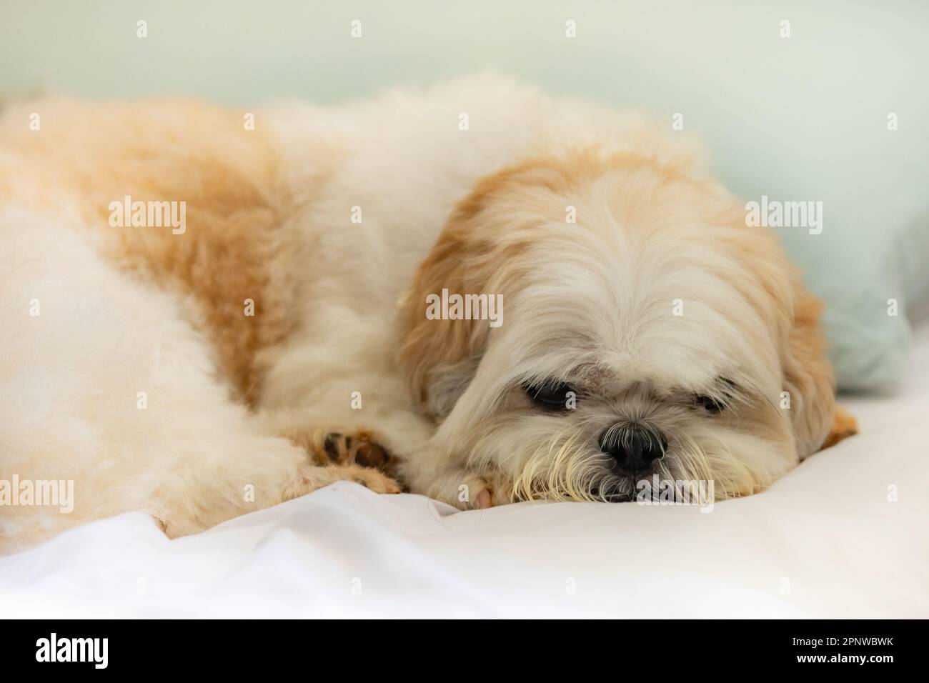 Shih tzu puppy lying on the floor relaxing with reflection Stock Photo ...