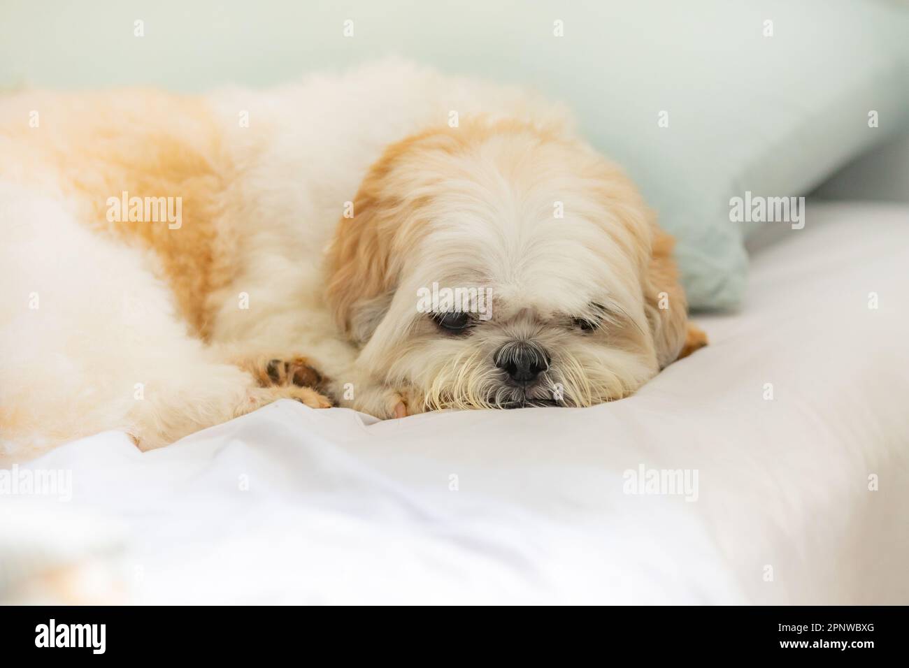 Shih tzu puppy lying on the floor relaxing with reflection Stock Photo ...