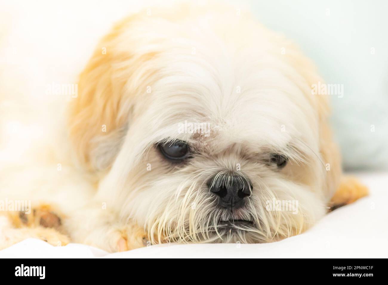 Shih tzu puppy lying on the floor relaxing with reflection Stock Photo ...