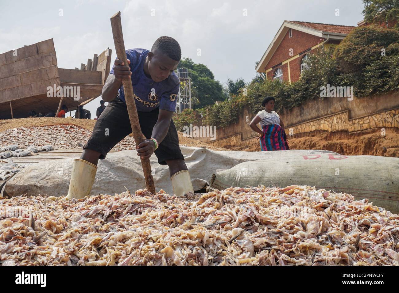 Ismah Muwanguzi mixes Nile perch offcuts with a log at Gaba Landing on ...