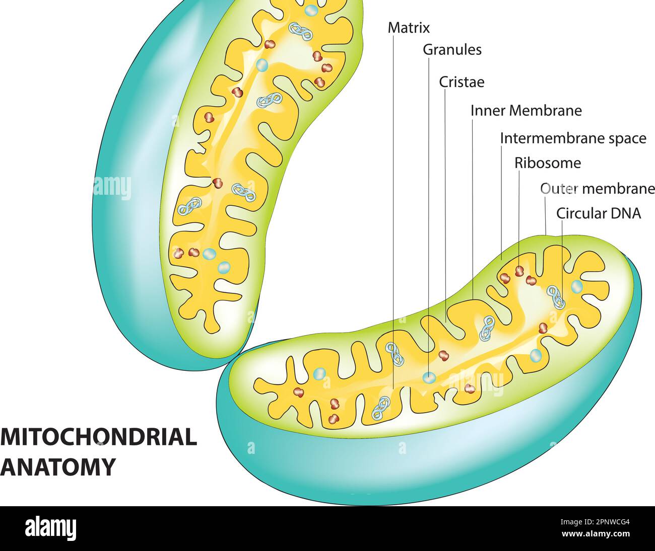 Labelled Diagram Of Mitochondria Mitochondria Cell Mitochond Labelled Diagram Of Mitochondria Mitochondria Cell Mitochond