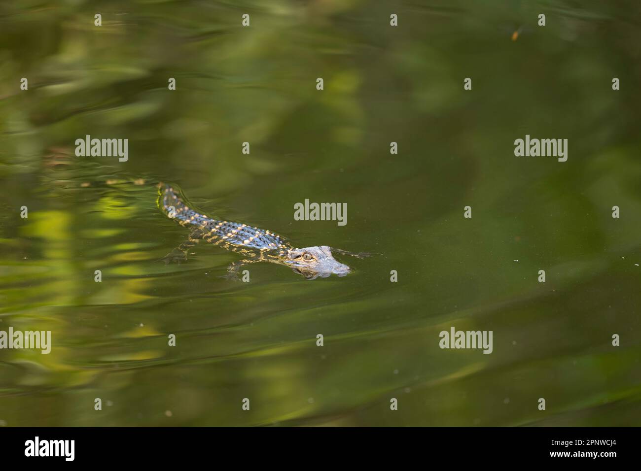 Baby alligator swimming, Florida Stock Photo - Alamy Baby alligator swimming, Florida Stock Photo - Alamy