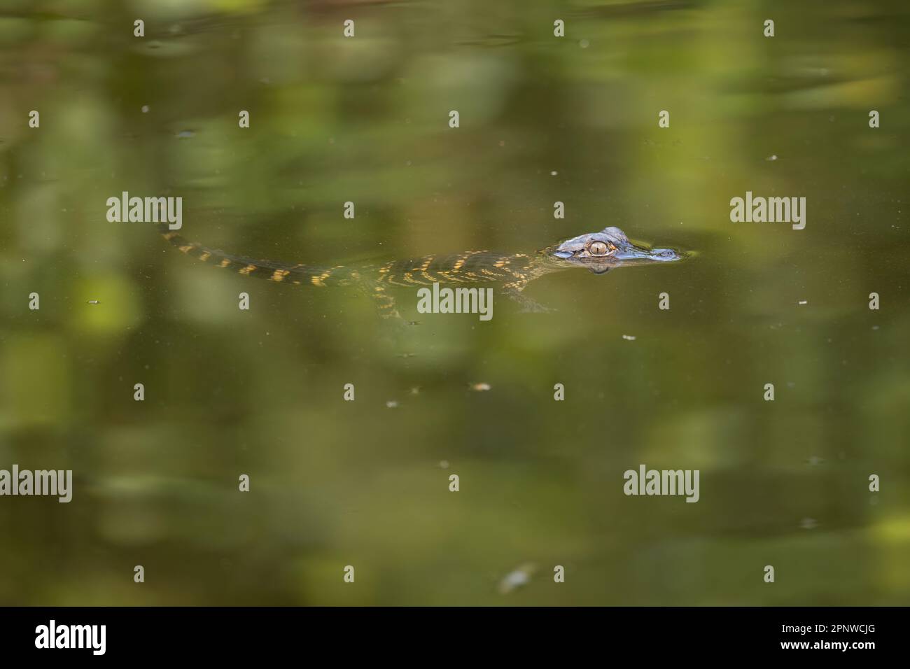 Baby alligator swimming, Florida Stock Photo - Alamy