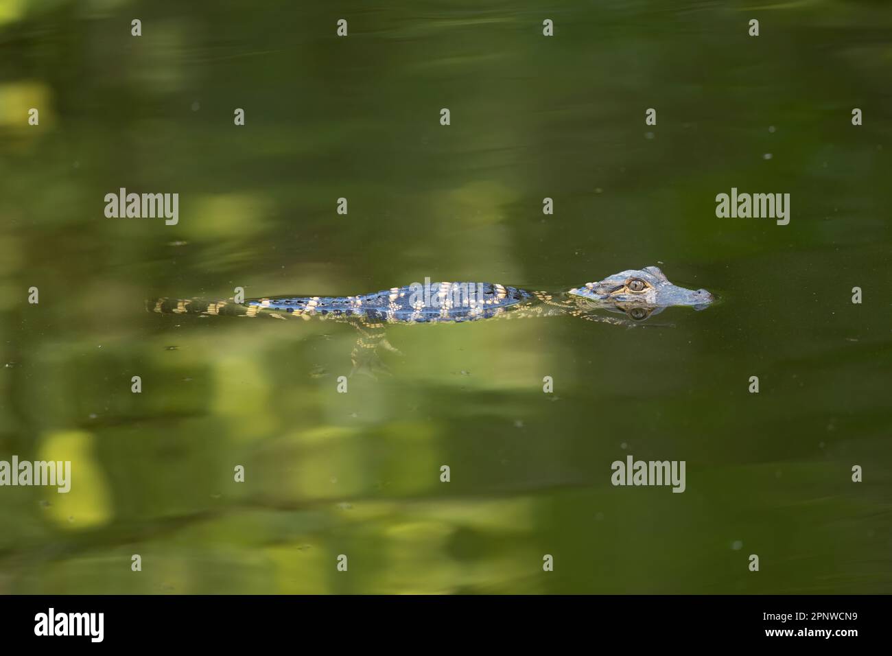 American alligator mississippiensis swimming hi-res stock photography ...