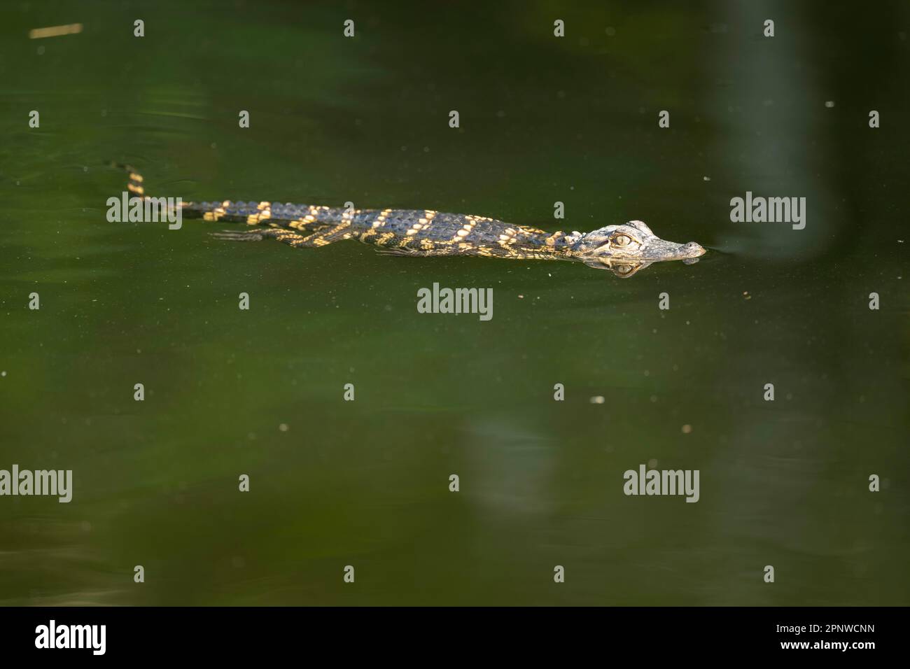 Baby alligator swimming, Florida Stock Photo - Alamy