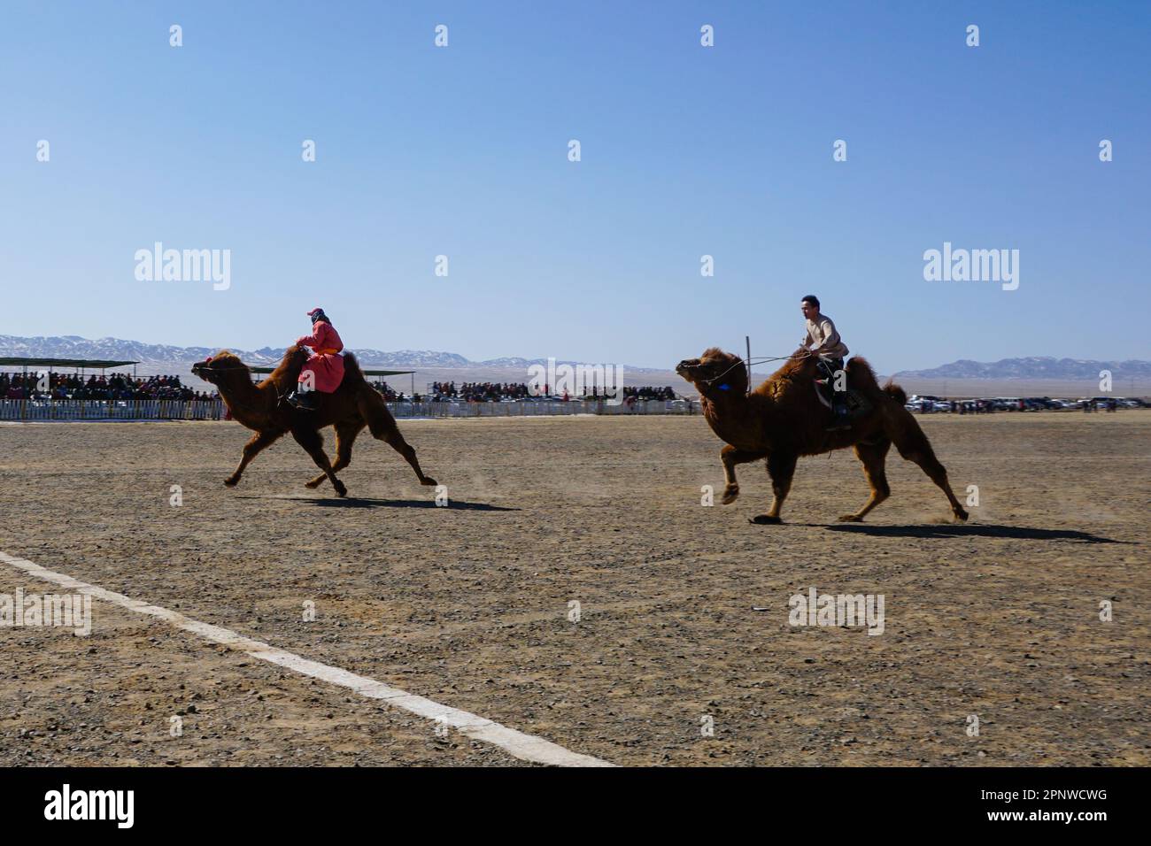 The thousand camel festival hi-res stock photography and images - Alamy