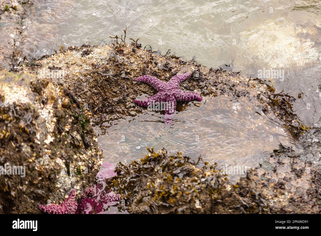 A purple sea star, also known as an ochre sea star or ochre starfish ...