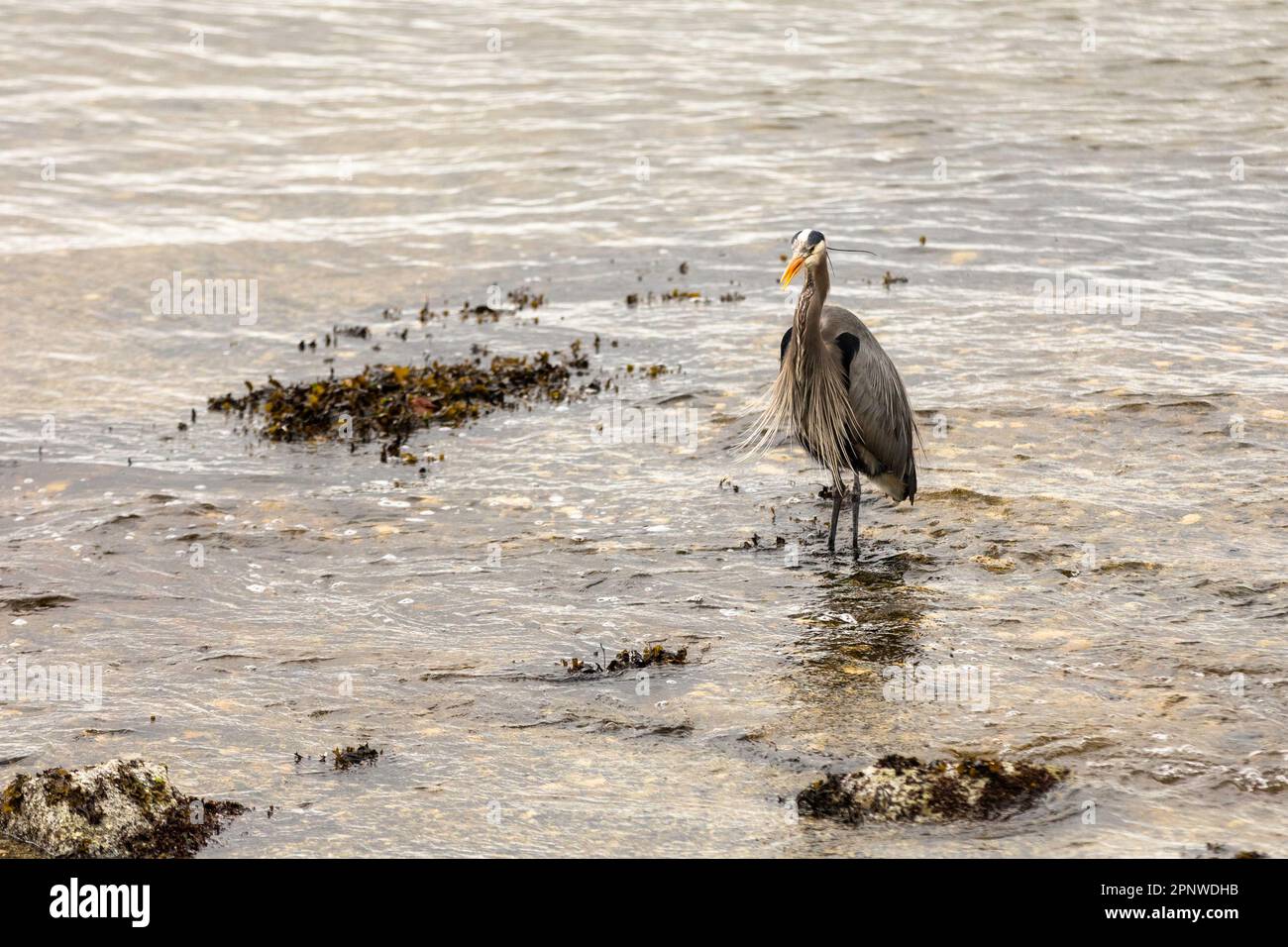A Pacific great blue heron, known for wading in the water on its tall ...