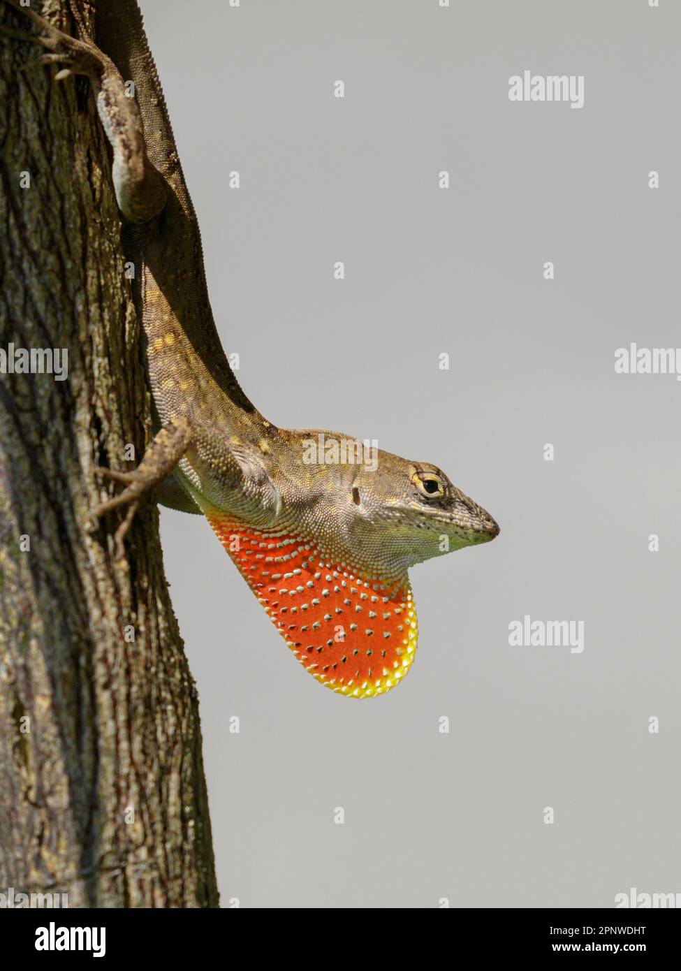 Brown anole lizard hi-res stock photography and images - Alamy