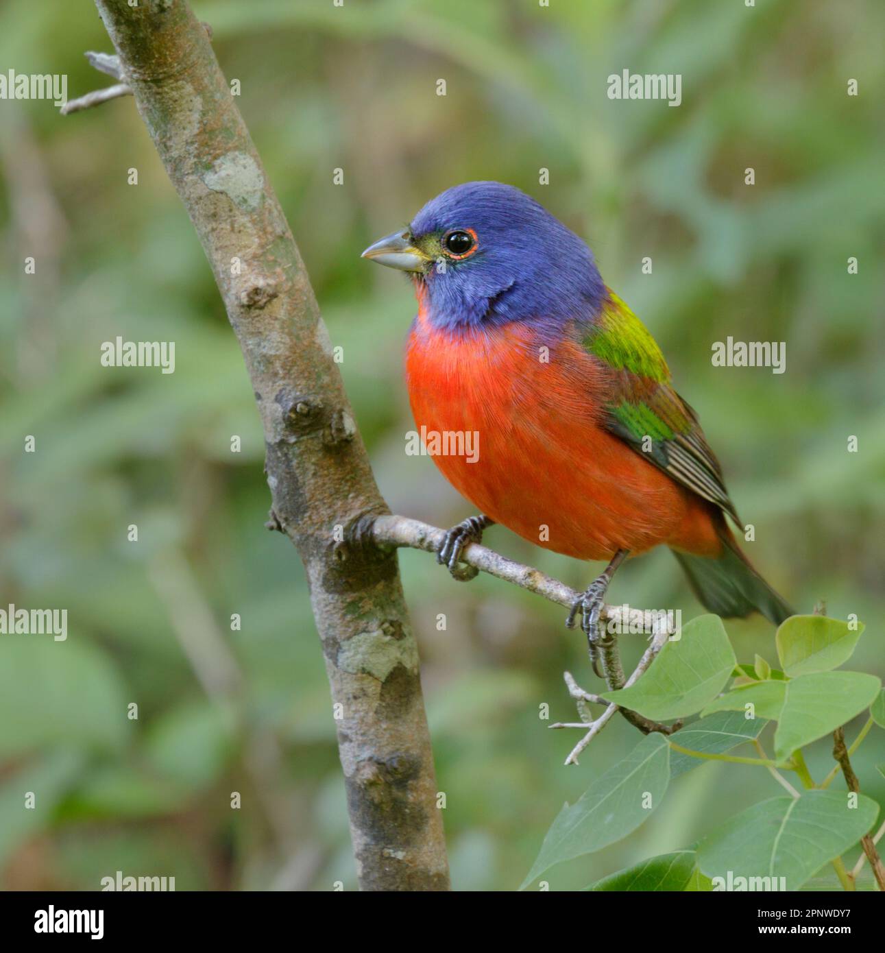 Colorful male painted bunting hi-res stock photography and images - Alamy