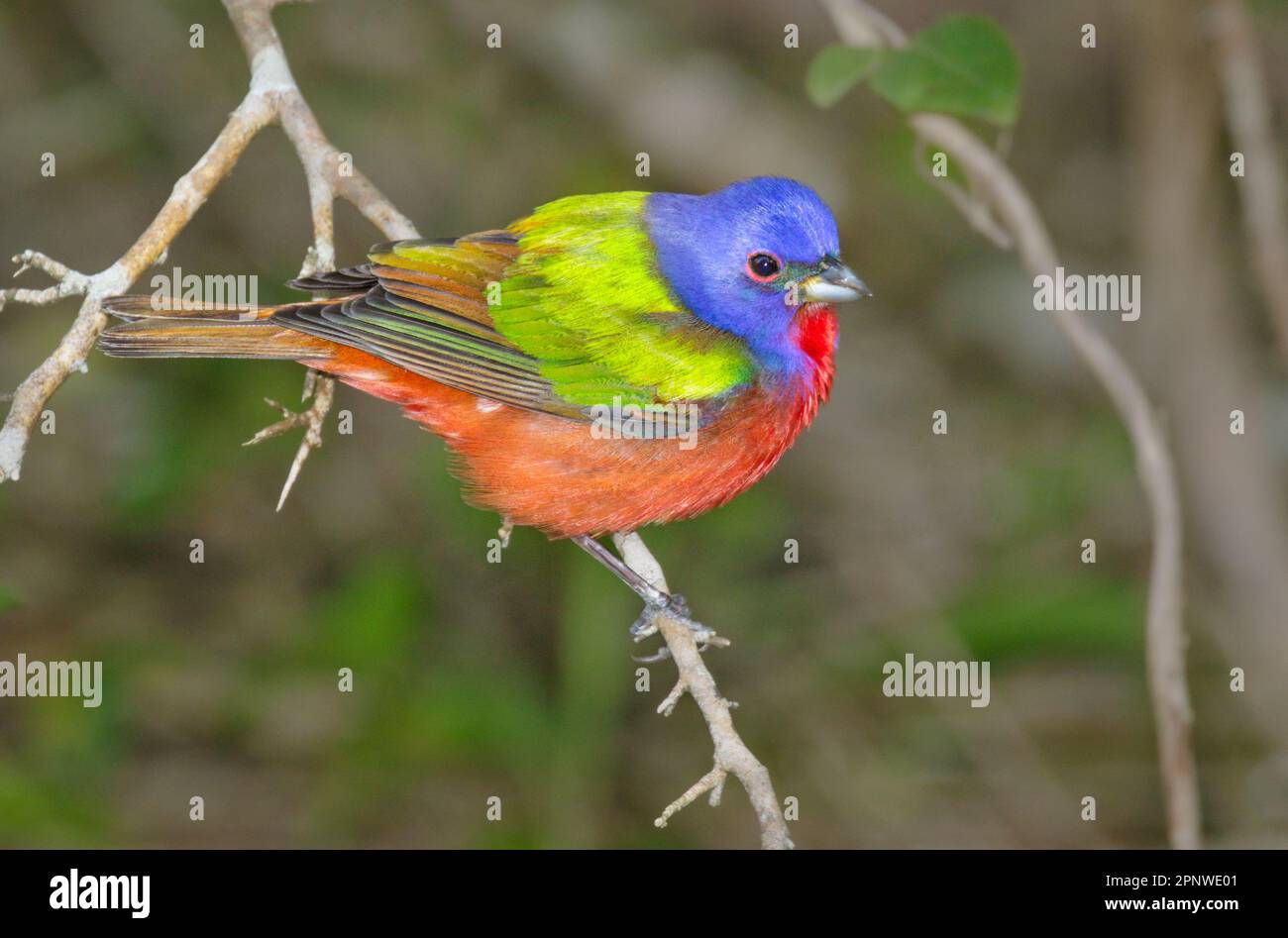Painted bunting (Passerina ciris) on stopover during spring migration ...