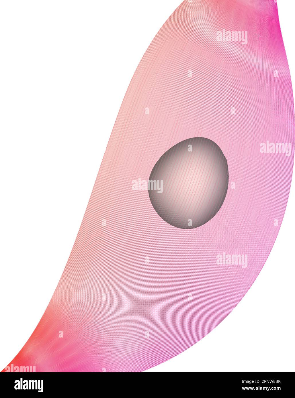 Illustration smooth muscle tissue Stock Vector Images - Alamy